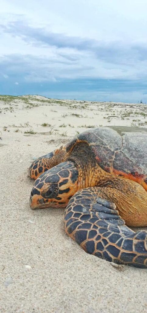Home - The Turtleman Foundation