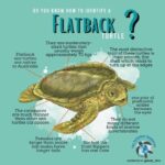 Home - The Turtleman Foundation